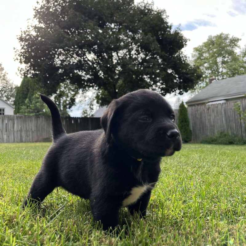 Labernese Puppies For Sale - Greenfield Puppies