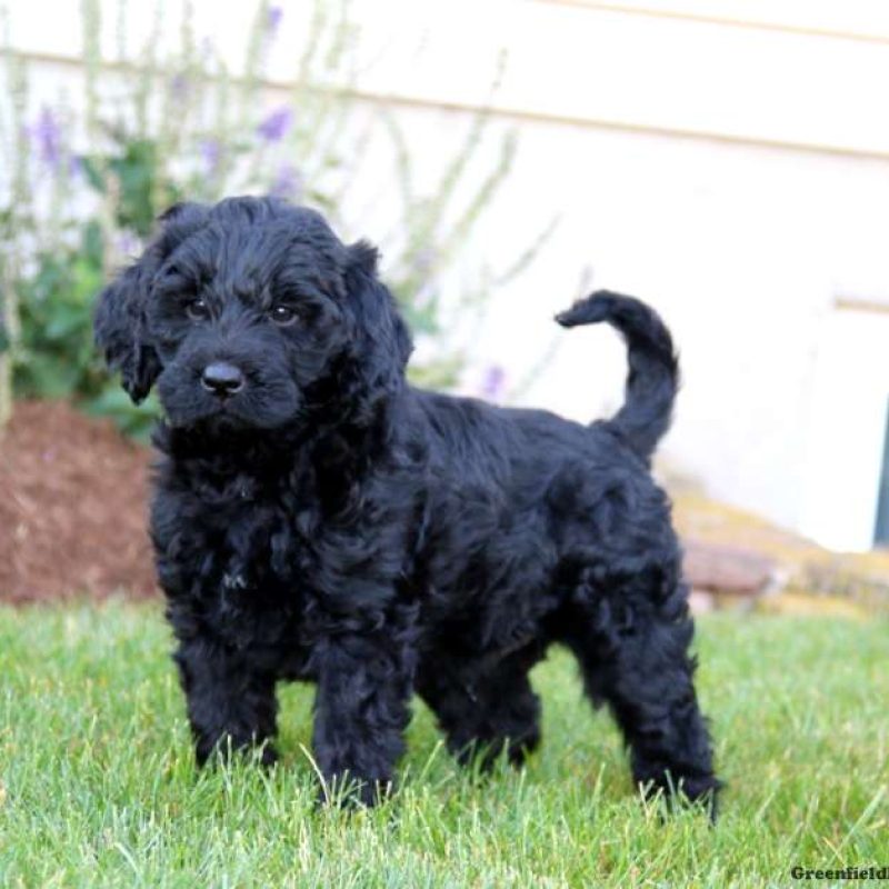 Labradoodle Puppies For Sale - Greenfield Puppies
