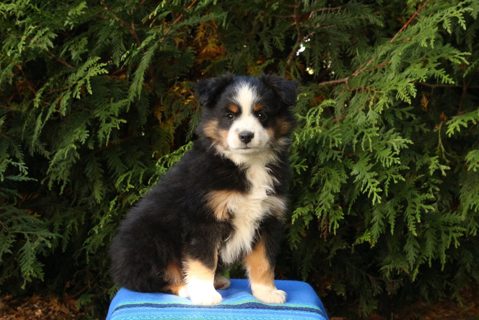 Miniature Australian Shepherd Mix Puppies For Sale | Greenfield Puppies