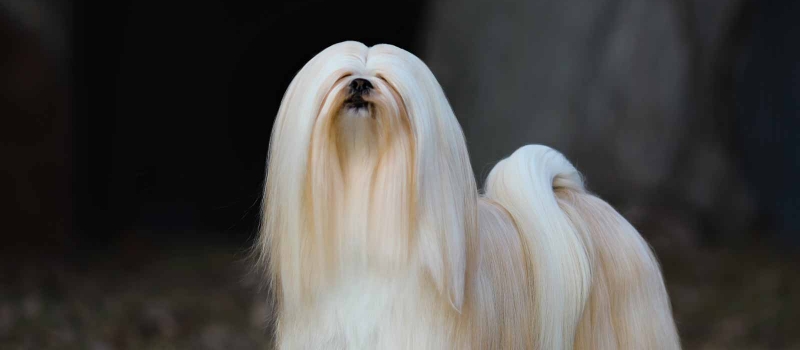 Lhasa Apso Puppies For Sale - Greenfield Puppies