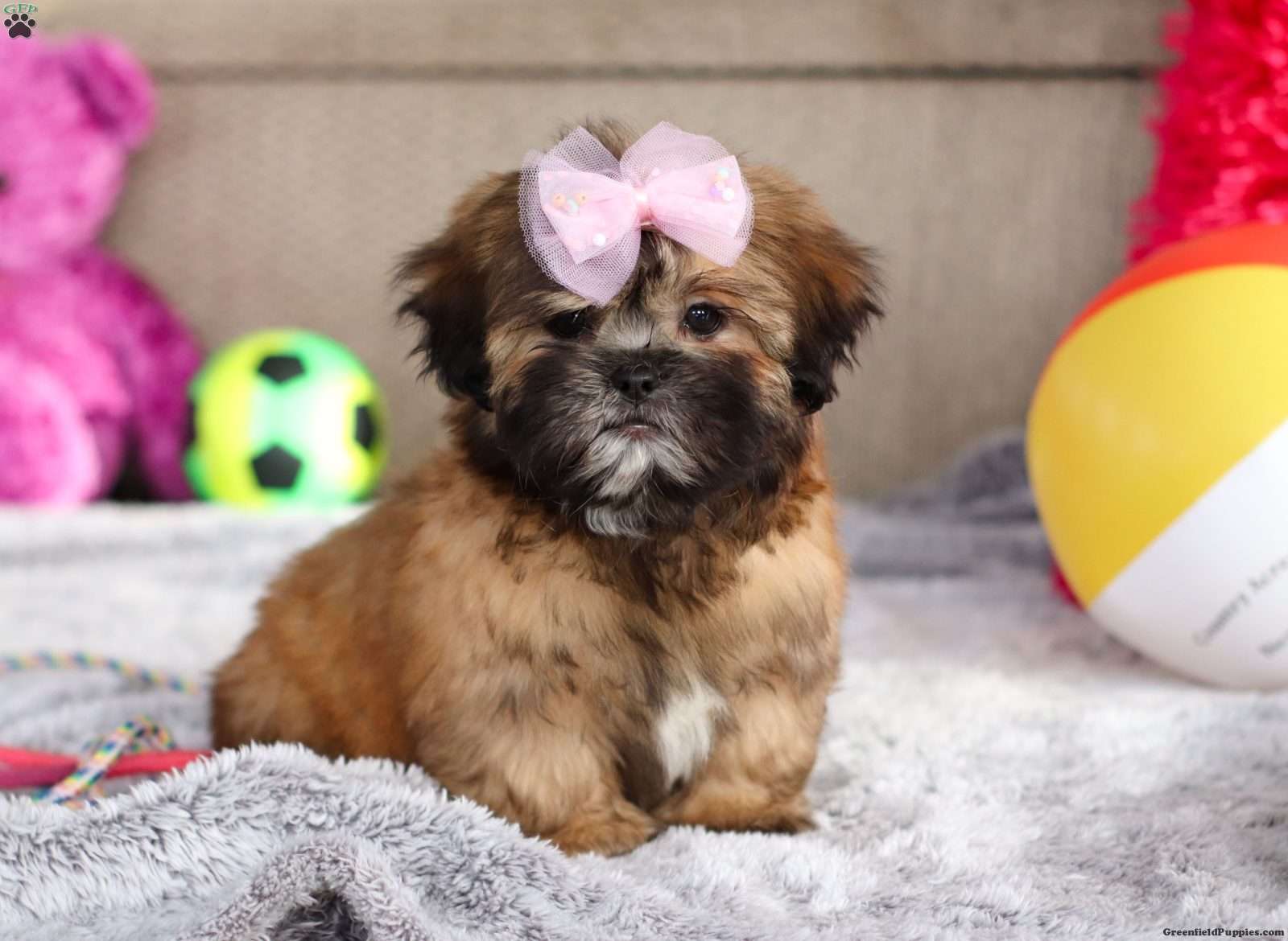 Lhasa-Poo Puppies For Sale | Greenfield Puppies