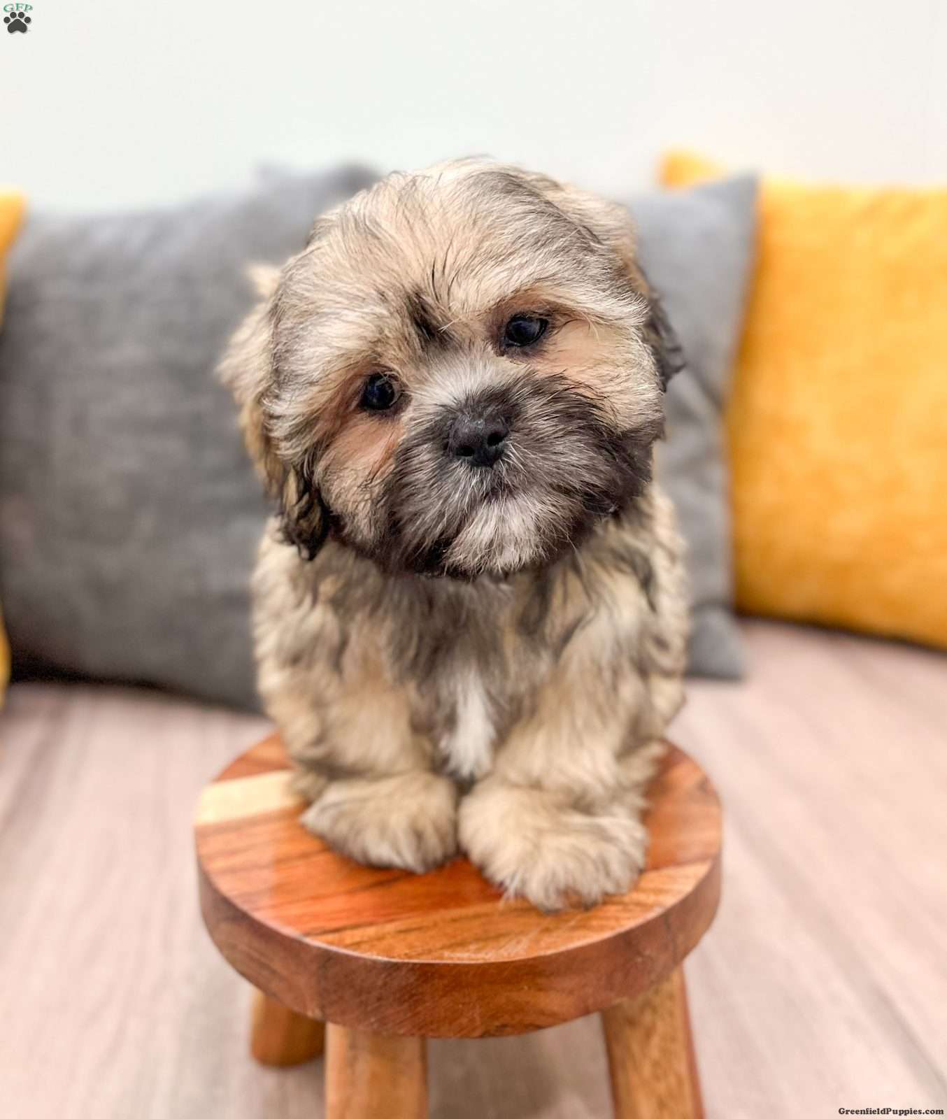 Lhasa Apso Mix Puppies For Sale | Greenfield Puppies