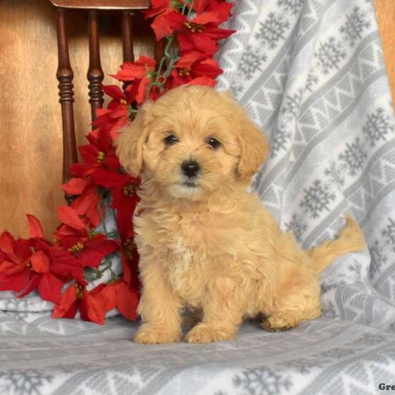 Lhasa-Poo Puppies For Sale | Greenfield Puppies