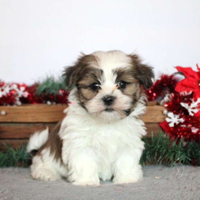 Mal-Shi Puppies For Sale - Greenfield Puppies