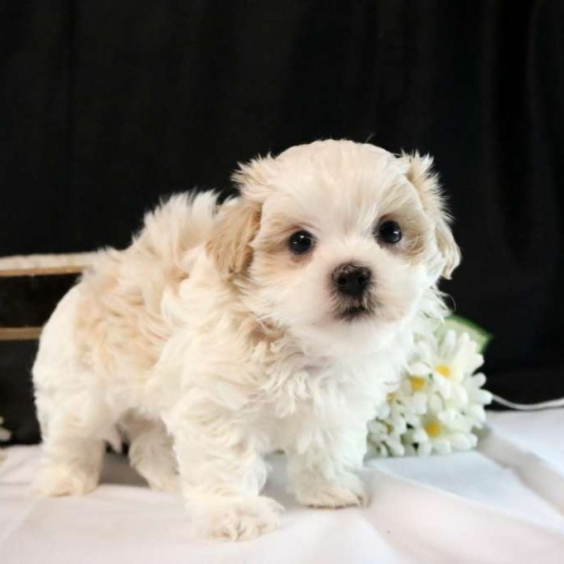 Mal-Shi Puppies For Sale - Greenfield Puppies