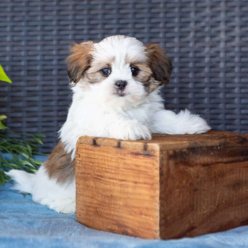 Mal-Shi Puppies For Sale - Greenfield Puppies