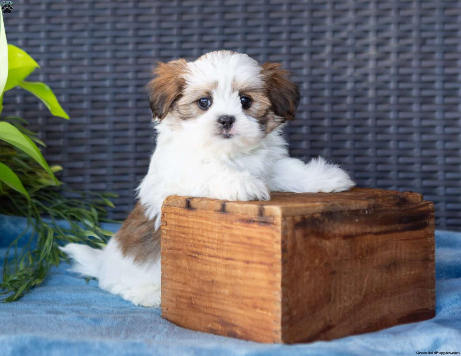 Mal-Shi Puppies For Sale - Greenfield Puppies