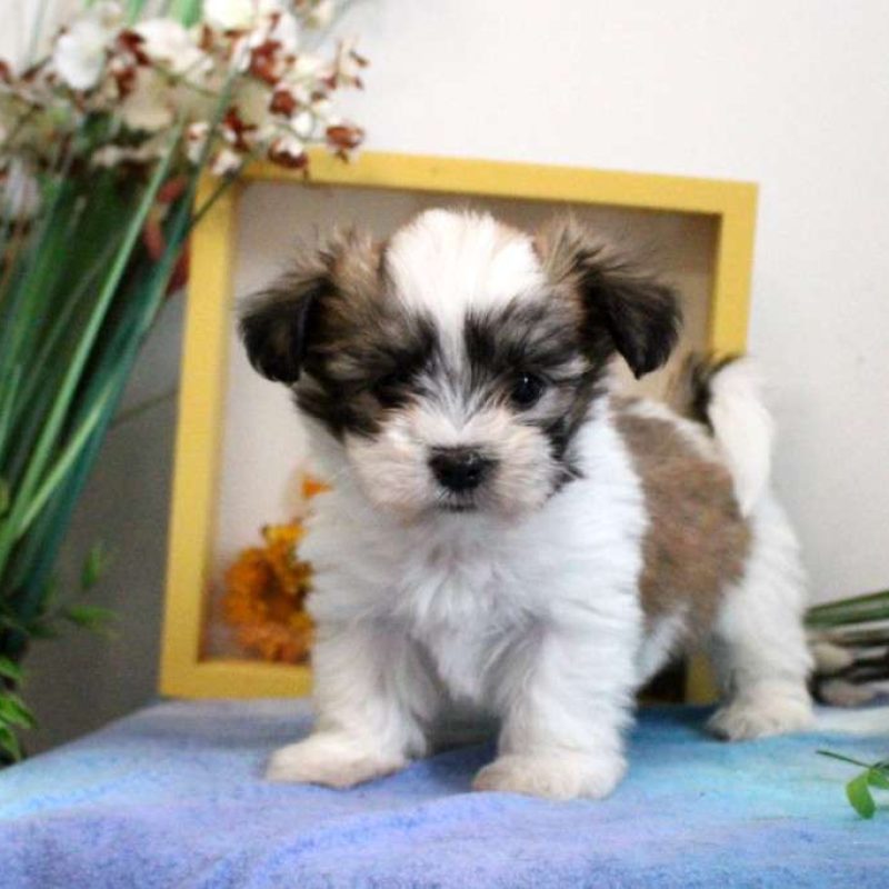 Mal-Shi Puppies For Sale - Greenfield Puppies