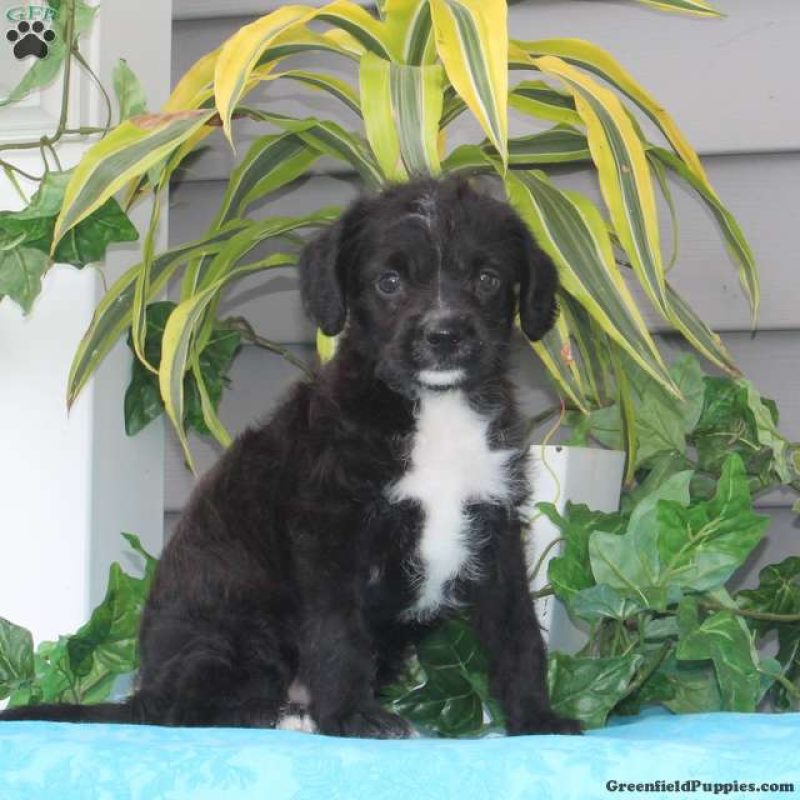 Maltese Mix Puppies For Sale | Greenfield Puppies