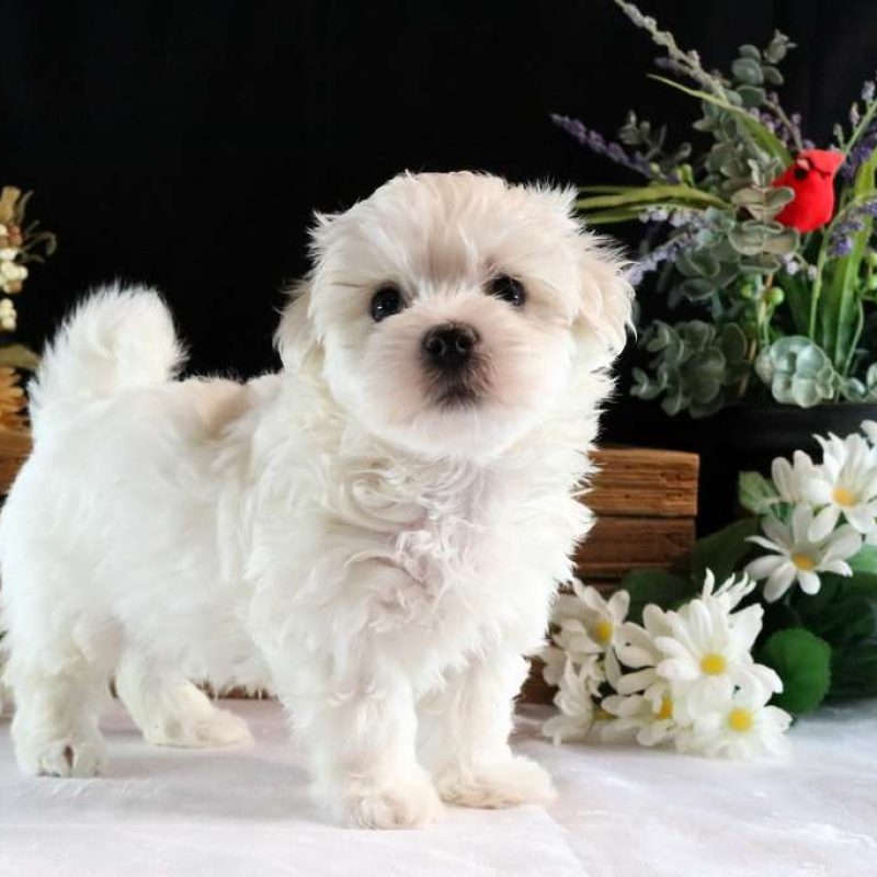 Maltichon Puppies For Sale | Greenfield Puppies