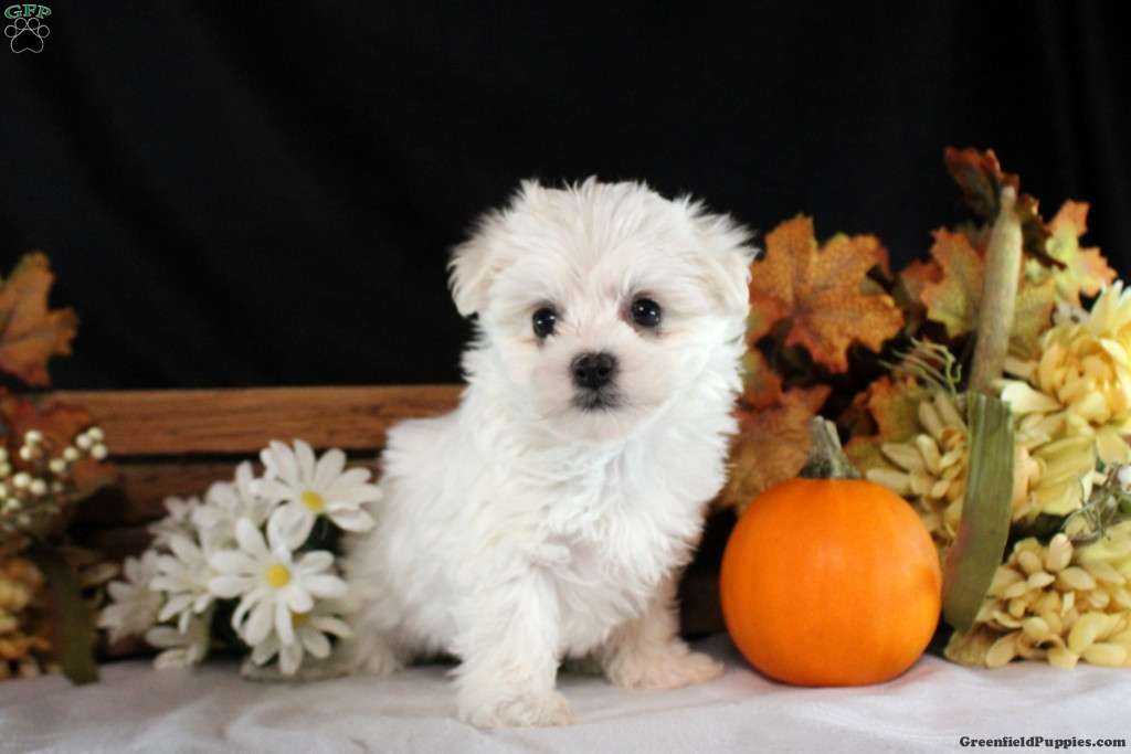 Maltichon Puppies For Sale | Greenfield Puppies