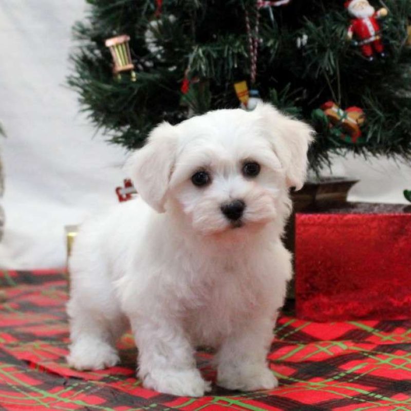 Maltichon Puppies For Sale | Greenfield Puppies