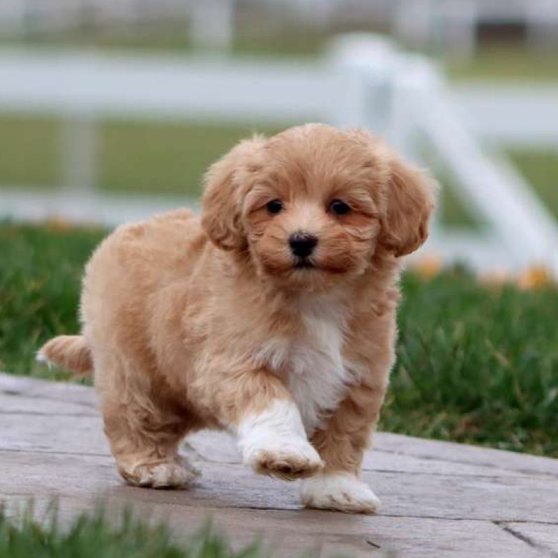 Maltipoo Puppies For Sale - Greenfield Puppies