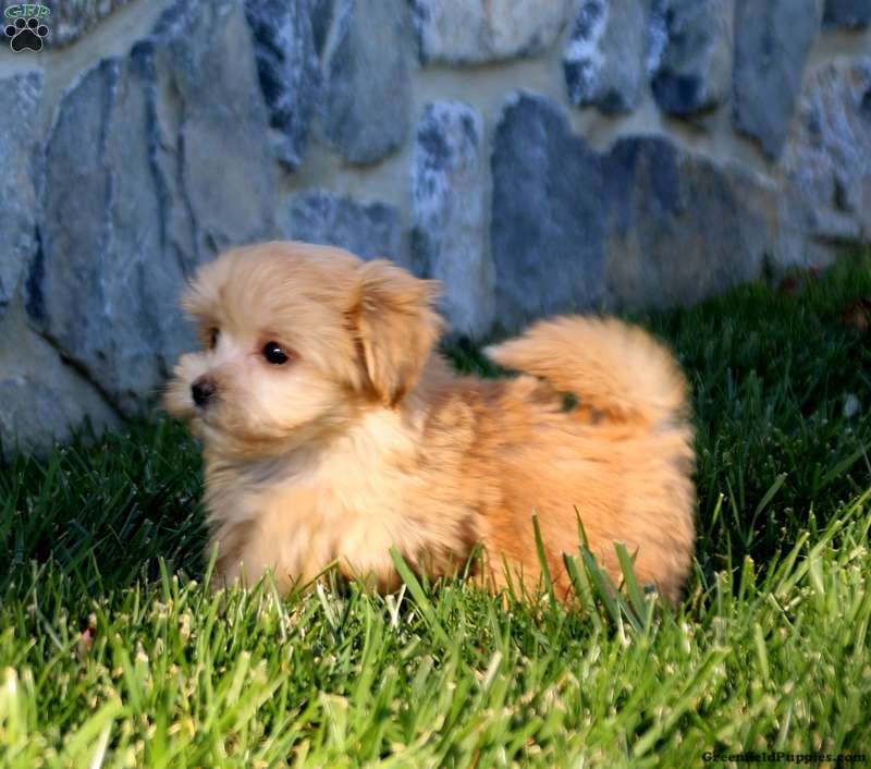 Maltipoo Puppies For Sale - Greenfield Puppies
