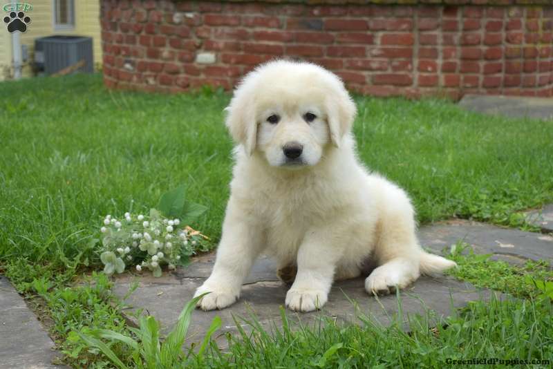 Maremma Sheepdog Mix Puppies For Sale - Greenfield Puppies