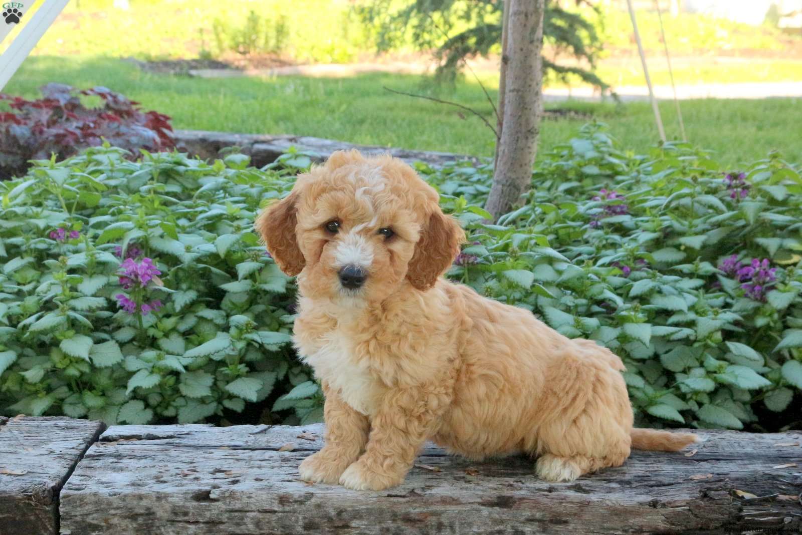 Mini Aussiedoodle Puppies For Sale - Greenfield Puppies