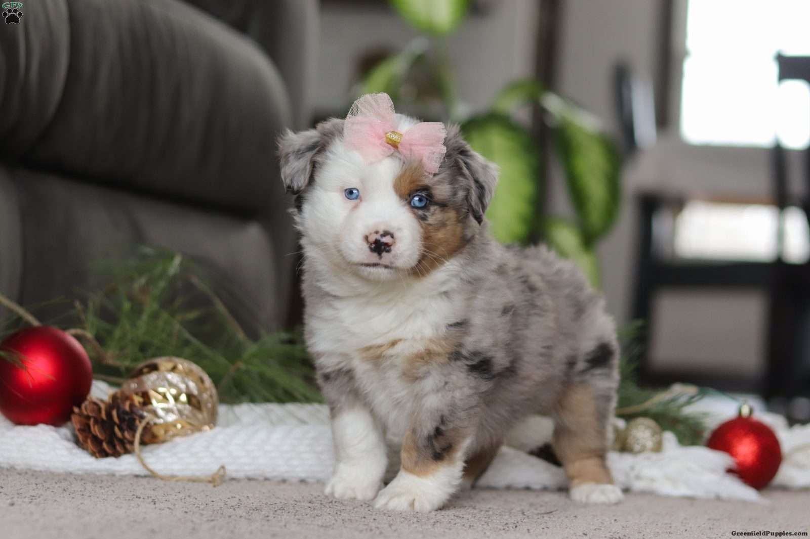 Miniature Australian Shepherd Puppies For Sale - GFP