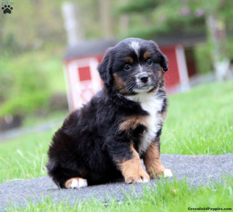 Miniature Australian Shepherd Mix Puppies For Sale | Greenfield Puppies