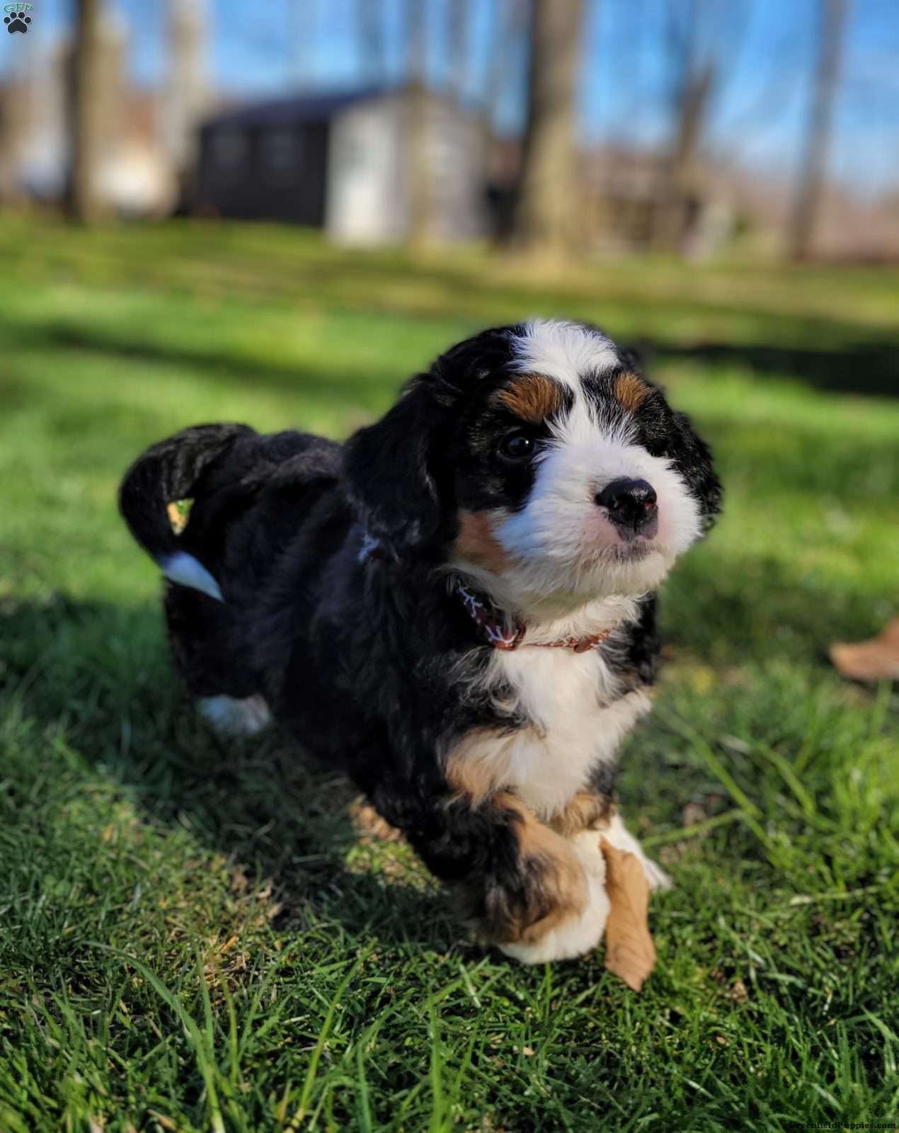 Mini Bernedoodle Puppies For Sale - Greenfield Puppies