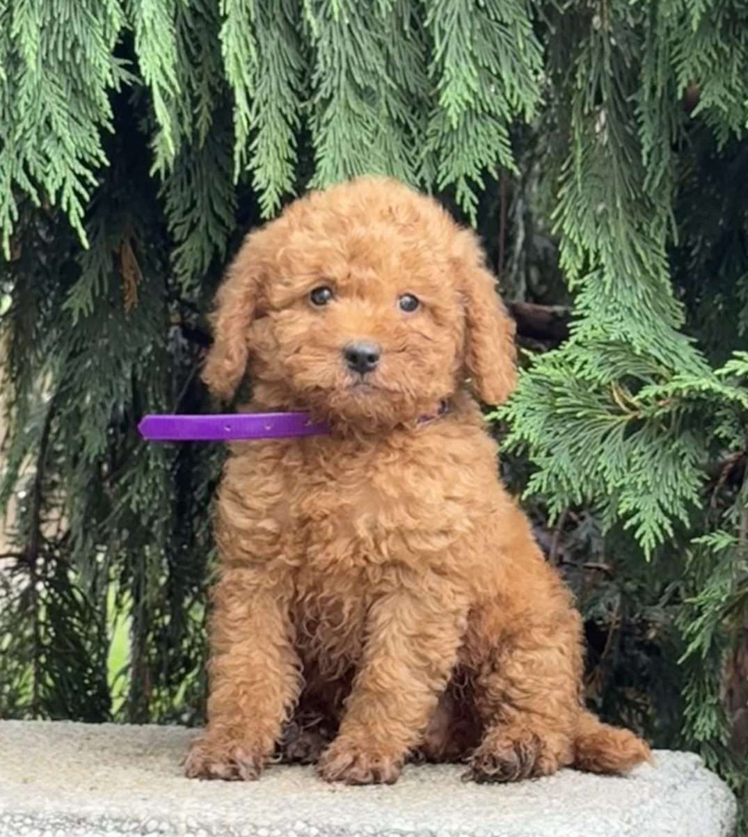 Mini Red Labradoodle