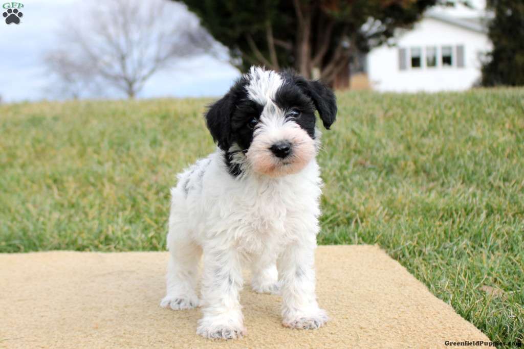 Miniature Schnauzer Puppies for Sale - Greenfield Puppies