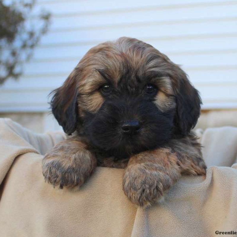 Mini Whoodle Puppies For Sale | Greenfield Puppies