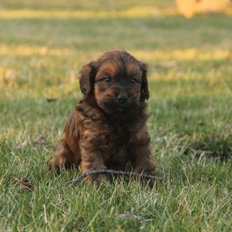 Mini Whoodle Puppies For Sale - Greenfield Puppies