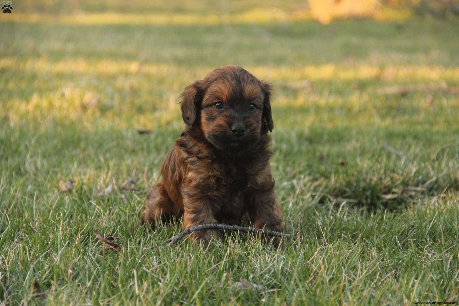 Mini Whoodle Puppies For Sale - Greenfield Puppies