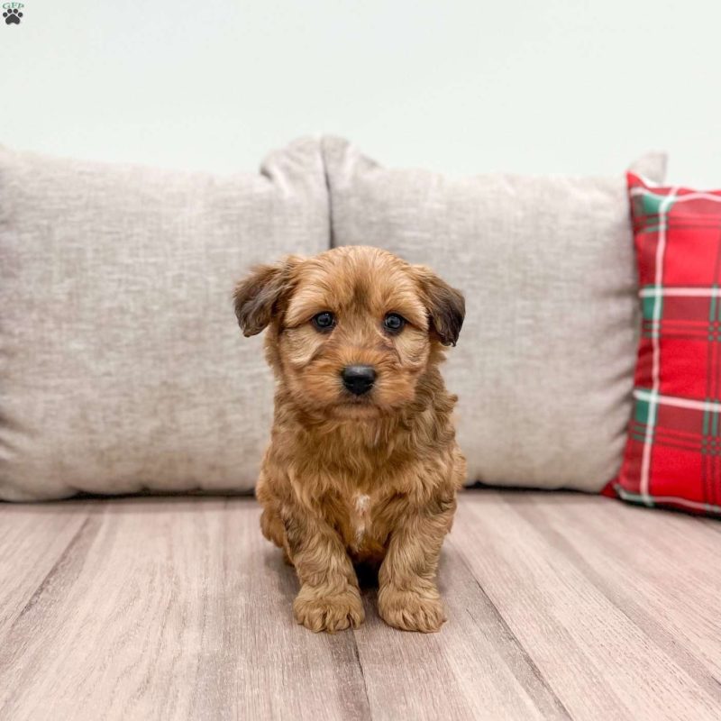 Mini Whoodle Puppies For Sale - Greenfield Puppies