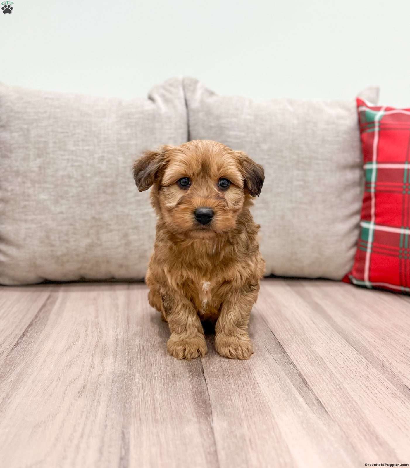 Mini Whoodle Puppies For Sale - Greenfield Puppies