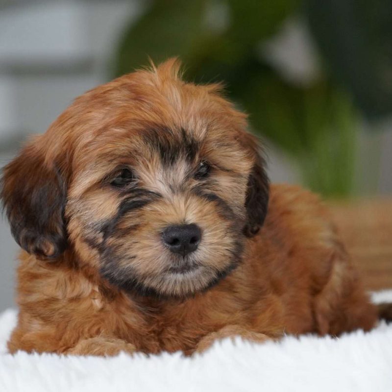 Mini Whoodle Puppies For Sale | Greenfield Puppies
