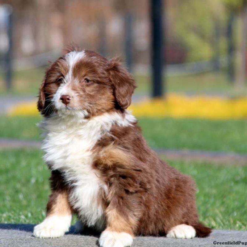Mini Aussiedoodle Puppies For Sale - Greenfield Puppies