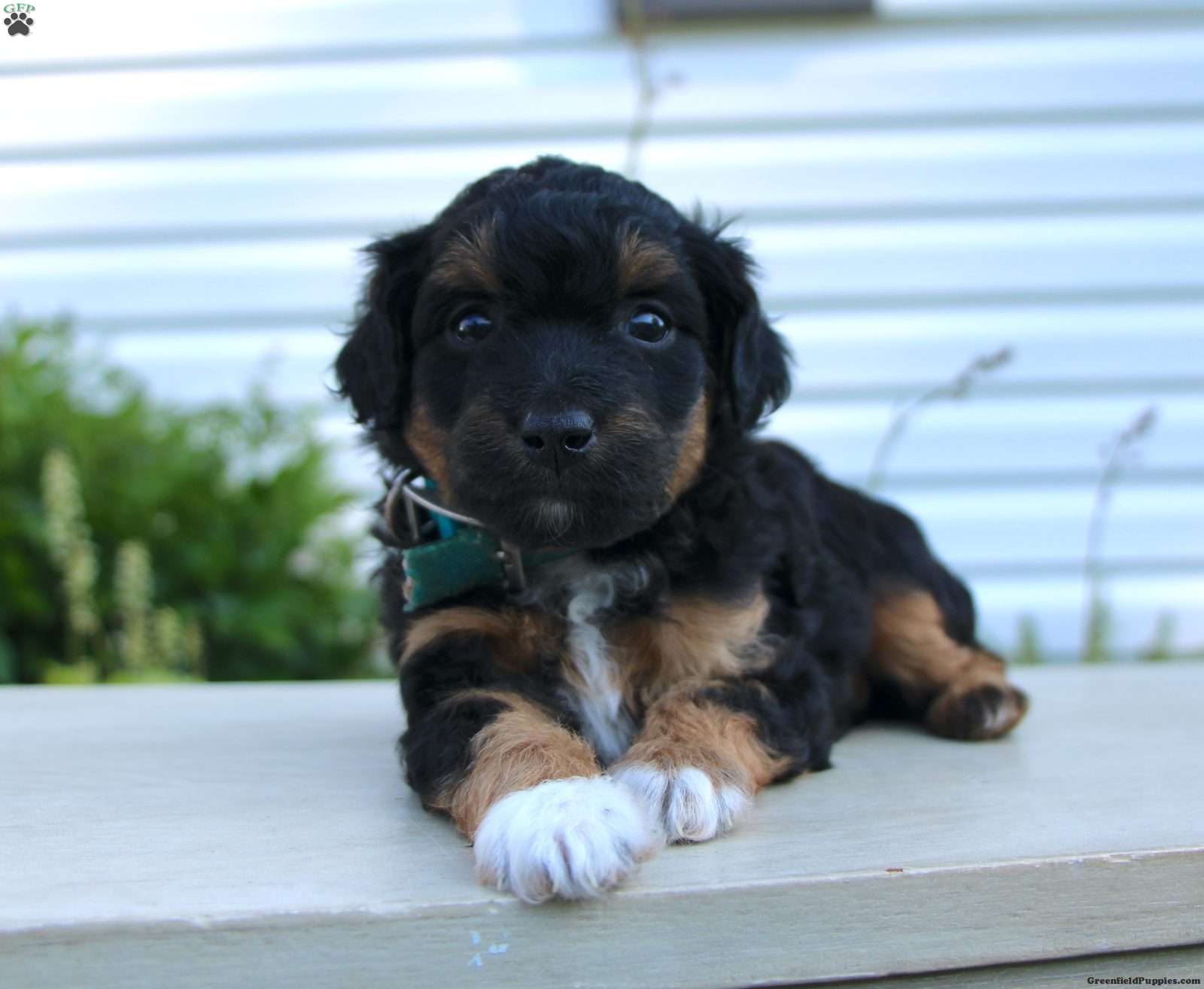 Mini Aussiedoodle Puppies For Sale - Greenfield Puppies