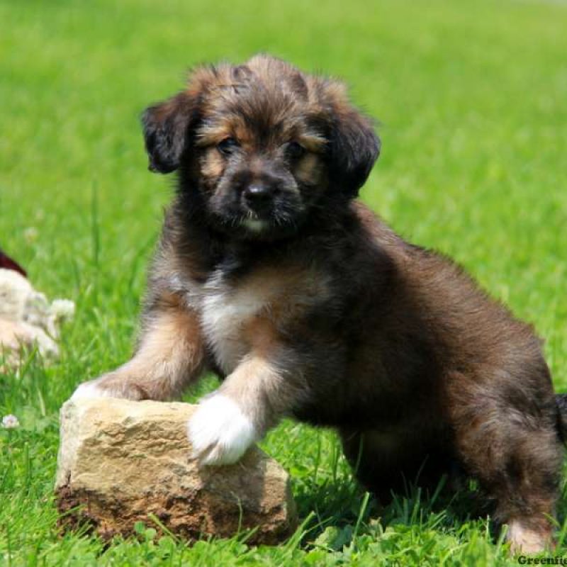 Miniature Australian Shepherd Mix Puppies For Sale | Greenfield Puppies