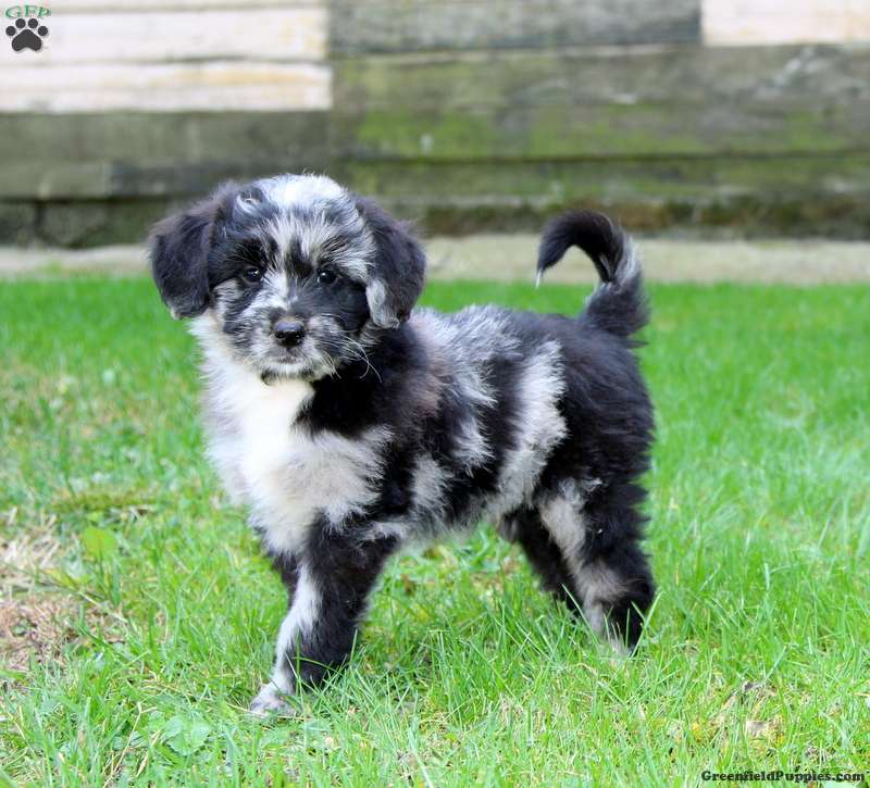 Miniature Australian Shepherd Mix Puppies For Sale | Greenfield Puppies