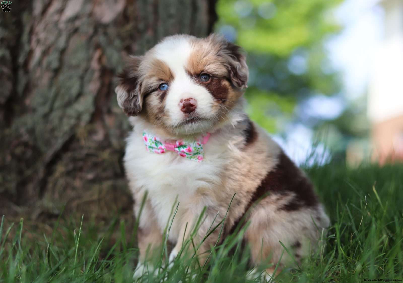 Miniature Australian Shepherd Mix Puppies For Sale | Greenfield Puppies