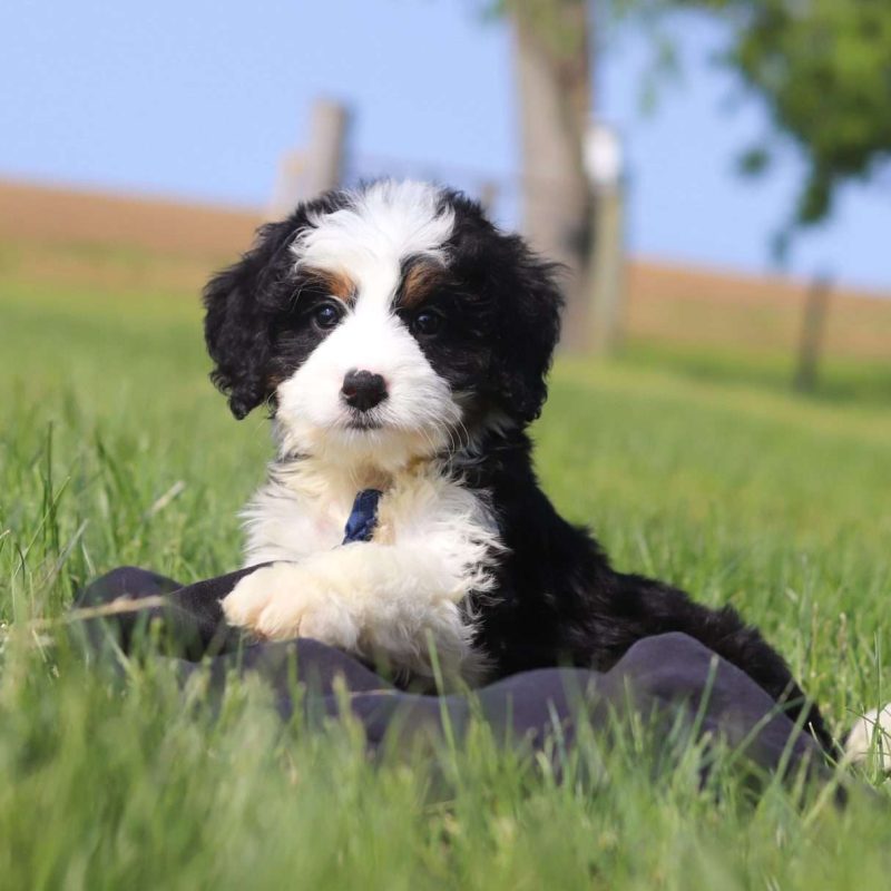 Mini Bernedoodle Puppies For Sale - Greenfield Puppies