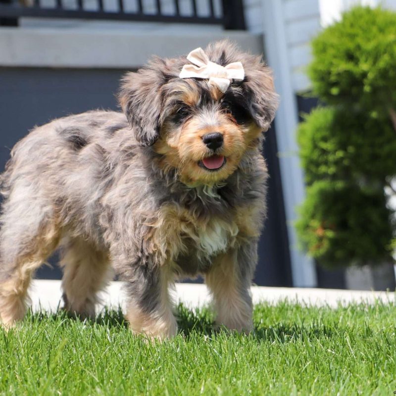 Mini Bernedoodle Puppies For Sale - Greenfield Puppies