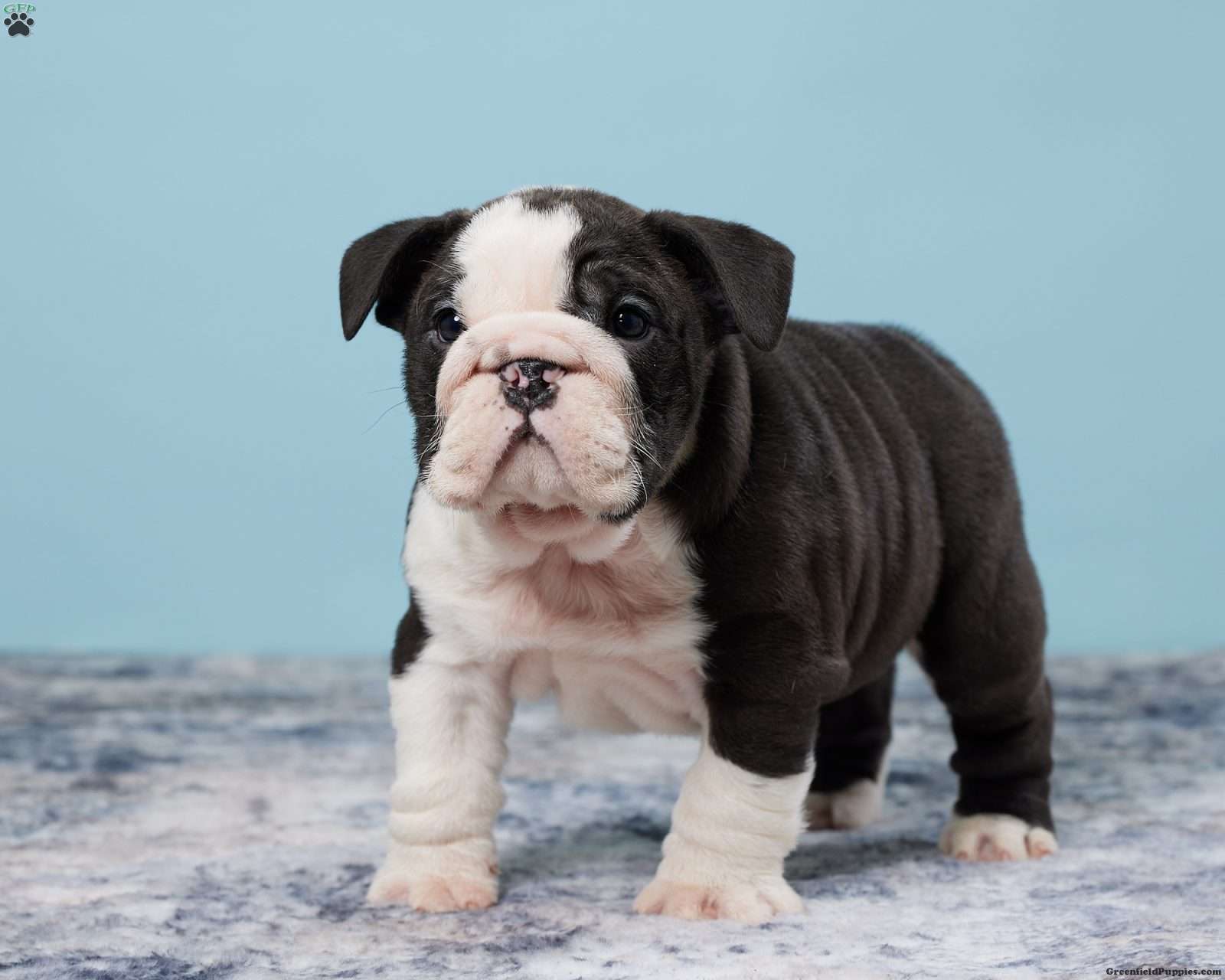 Cute Baby American Bulldog
