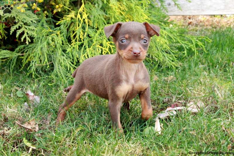 Miniature Pinscher Shih Tzu Mix