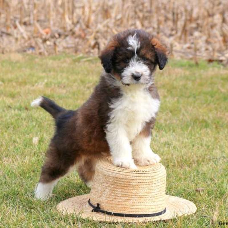 Miniature Poodle Mix Puppies For Sale | Greenfield Puppies