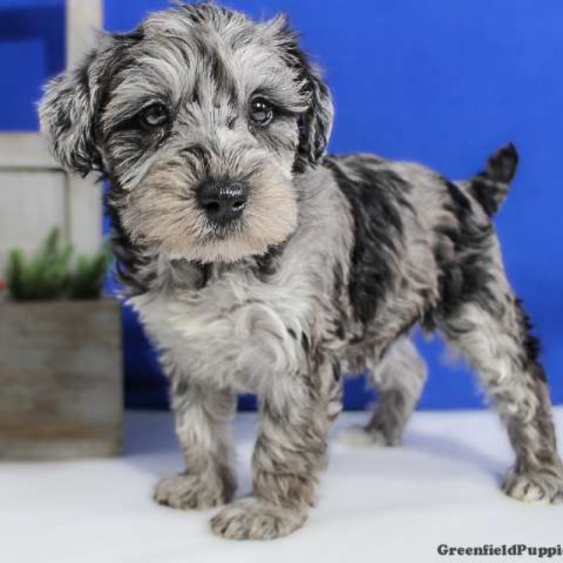 Mini Schnoodle Puppies For Sale - Greenfield Puppies