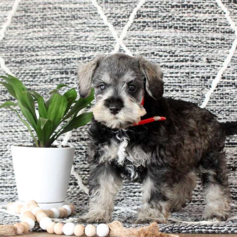 Mini Schnoodle Puppies For Sale - Greenfield Puppies