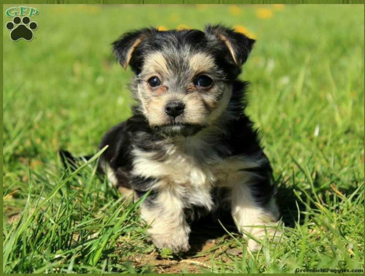 Morkie Puppies For Sale - Yorktese Puppies | Greenfield Puppies