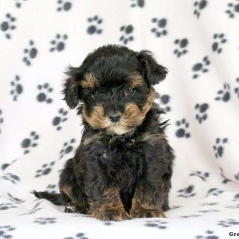 Morkie-Poo Puppies For Sale | Greenfield Puppies