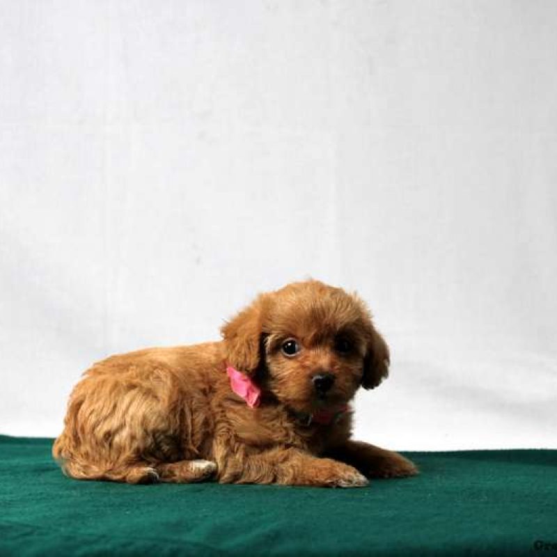Morkie-Poo Puppies For Sale | Greenfield Puppies