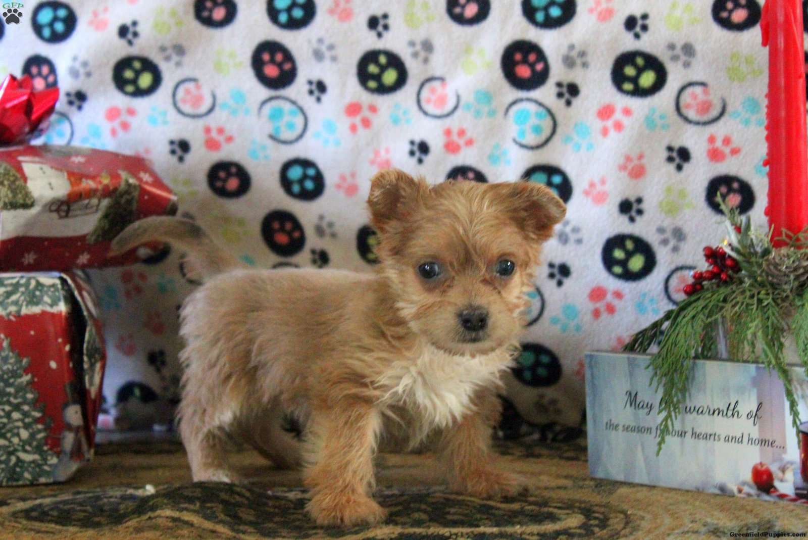 Morkie-Poo Puppies For Sale | Greenfield Puppies