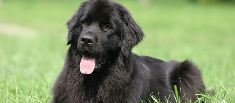 Newfoundland Puppies for Sale - Greenfield Puppies