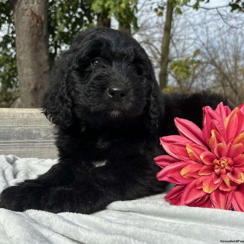 Newfypoo Puppies for Sale | Greenfield Puppies