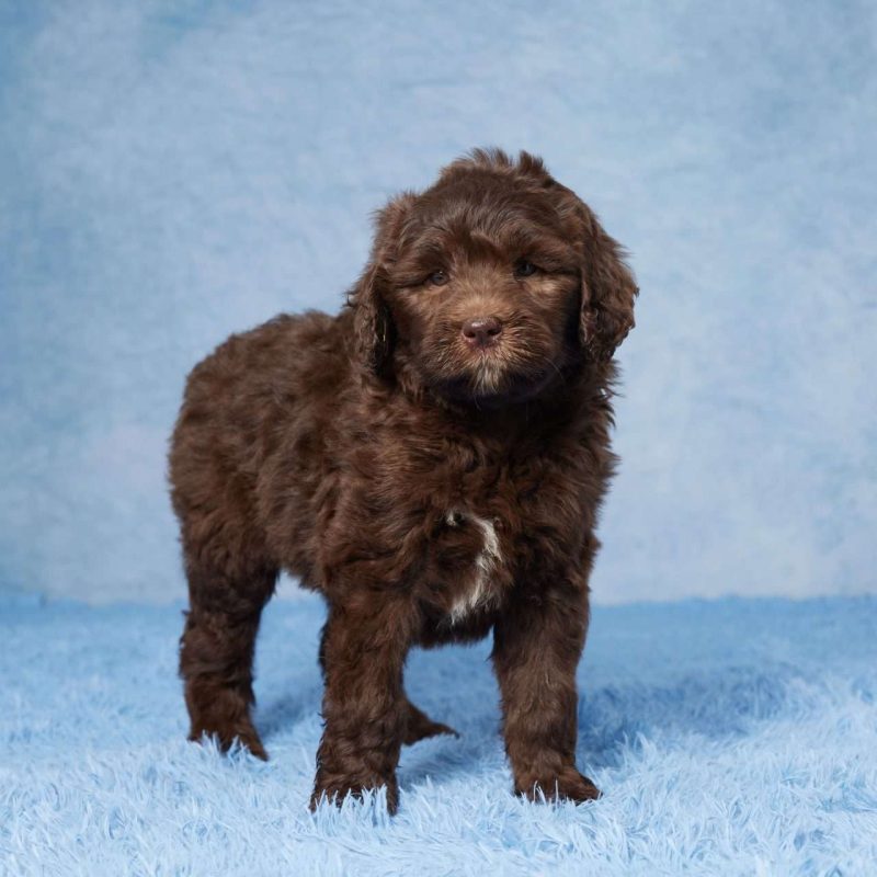 Newfypoo Puppies for Sale | Greenfield Puppies